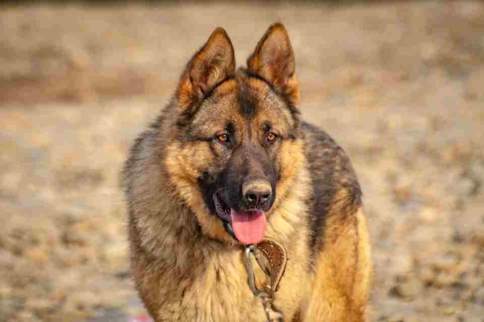 When Do German Shepherds Ears Stand Up Paws Crunch