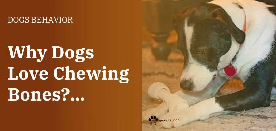 Why Do Dogs Like Bones? Dog Behavior Guide